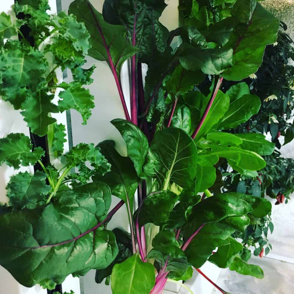 The Complete Guide To Vertical Farming | What It Is & Why It's Important